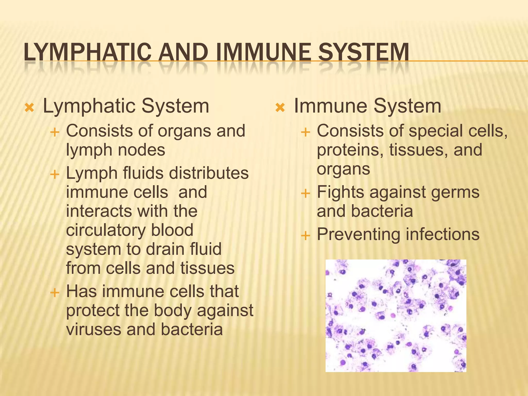 The Lymphatic and Immune System | PPTX