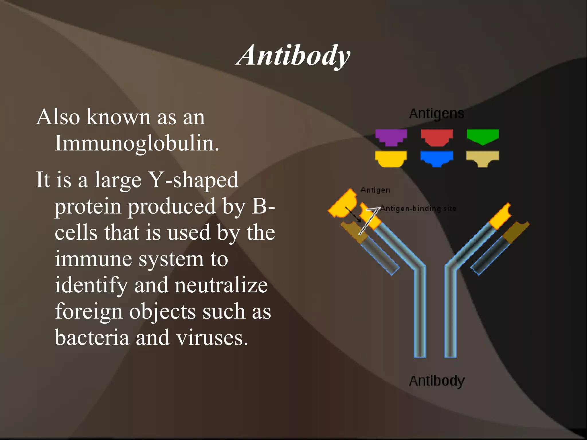 Lymphatic and immune system | ODP | Cancer | Diseases and Conditions