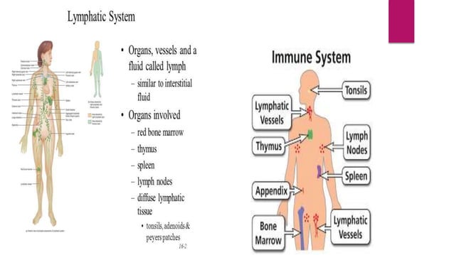 Lymphatic and immune system | PPT
