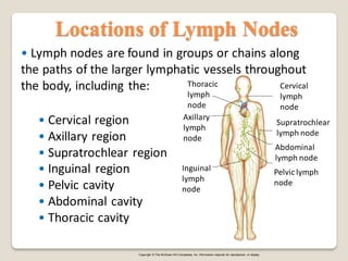 Supratrochlear Lymph Nodes