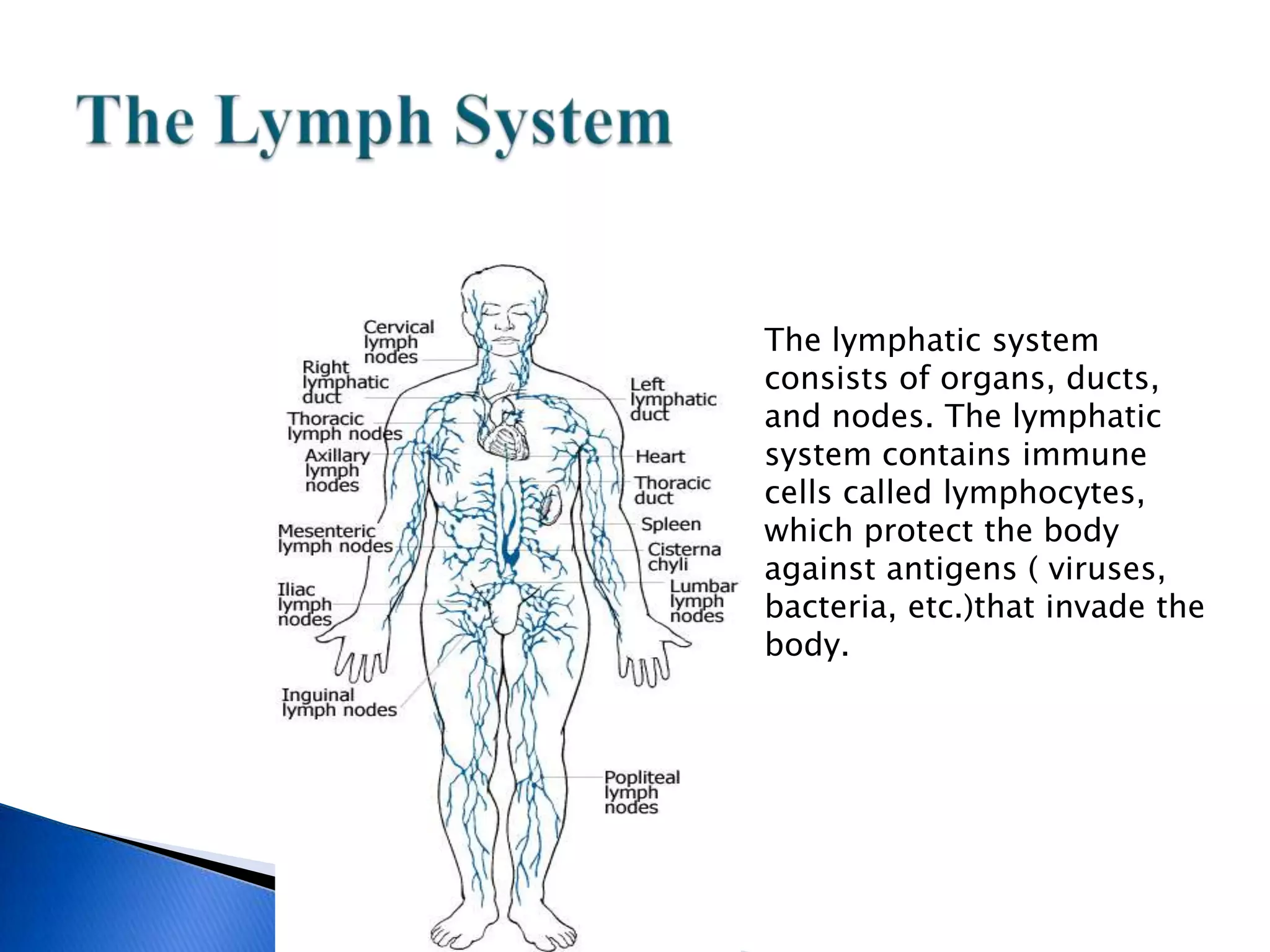Lymphatic And Immune Systems by Myrtle Acree | PPTX