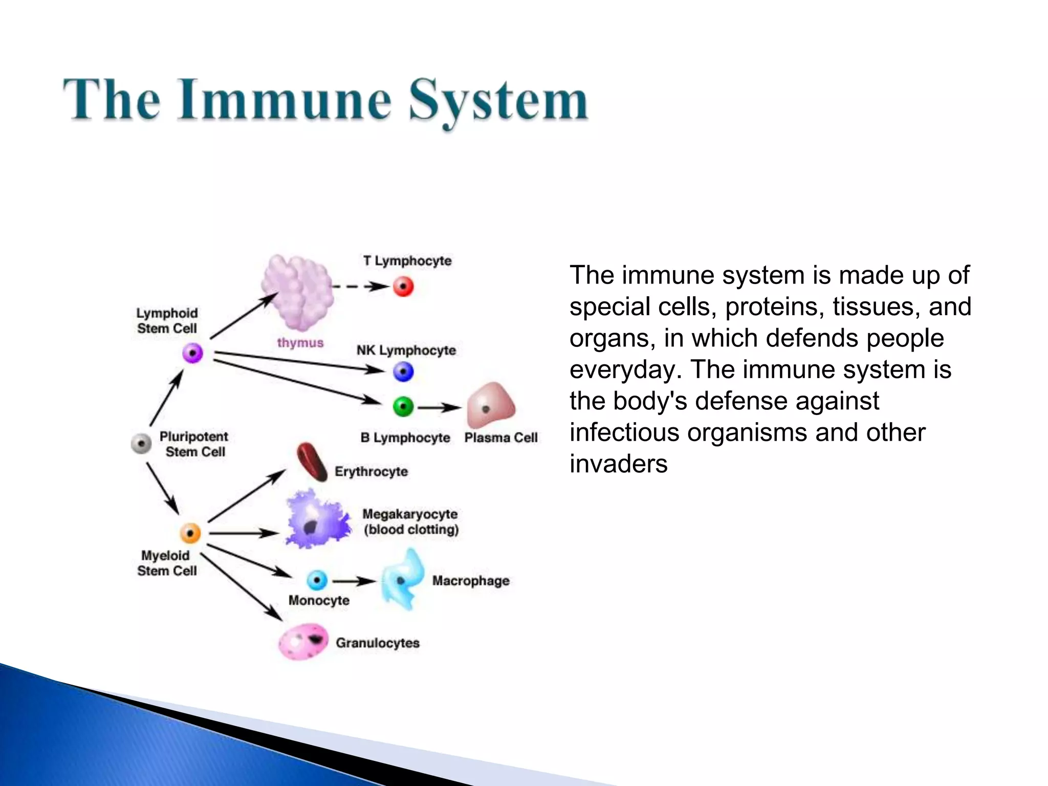 Lymphatic And Immune Systems by Myrtle Acree | PPTX
