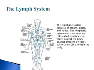 Lymphatic And Immune Systems by Myrtle Acree | PPTX