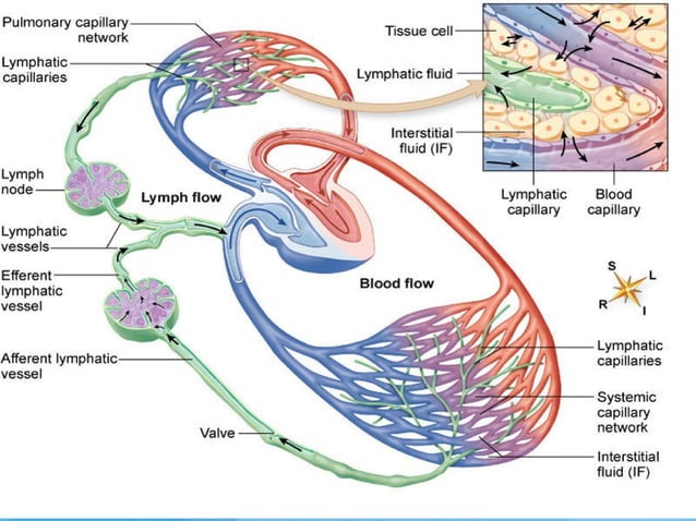 Lymphatic and immune systems | PPT