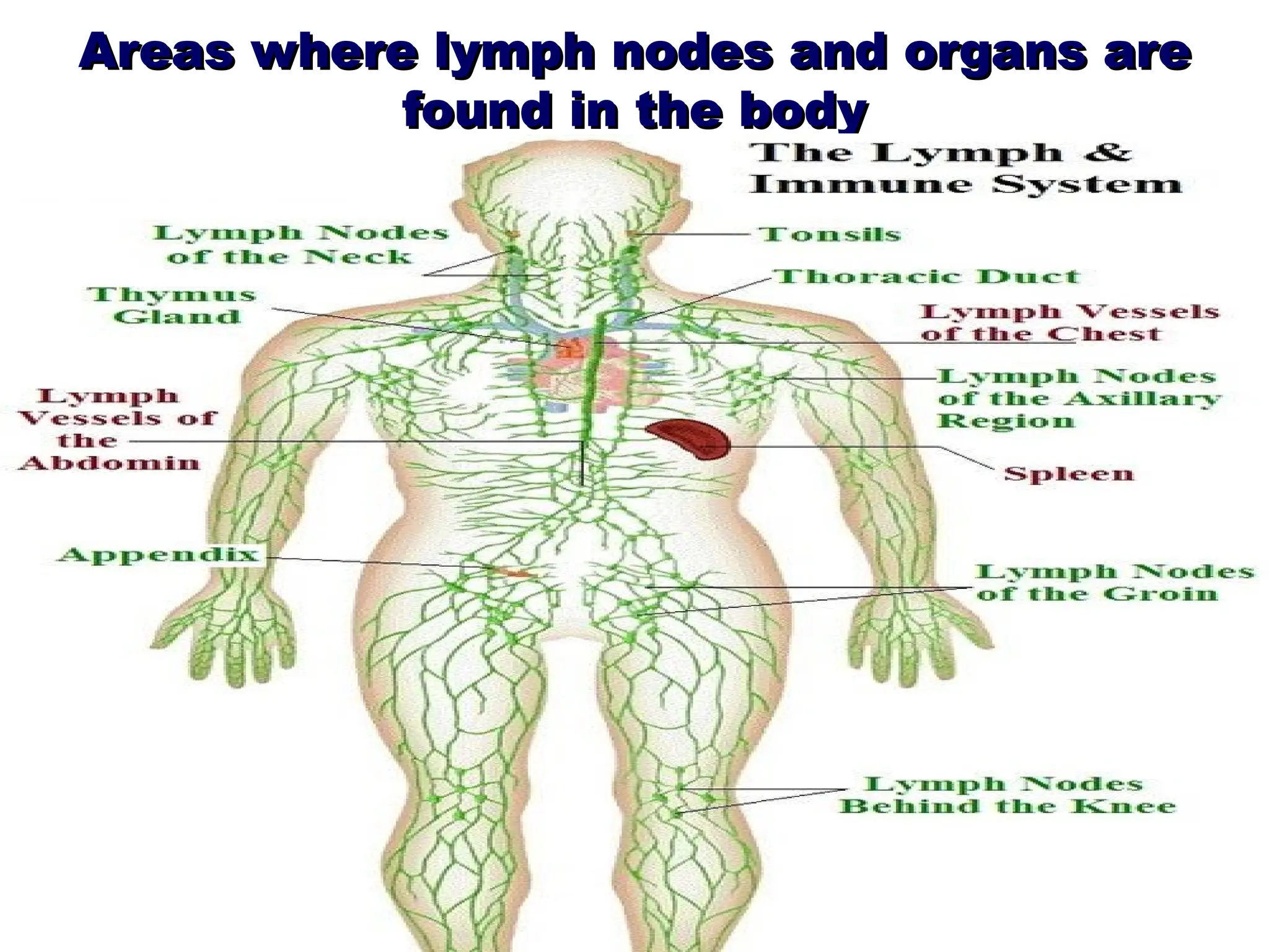 Lymphatic and Immune systems.powerpoint presentation | PPT