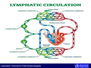 Lymphatic and Immune systems.powerpoint presentation | PPT