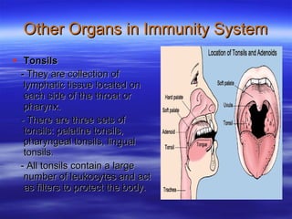 Lymphatic and immune systems#6presentation | PPT
