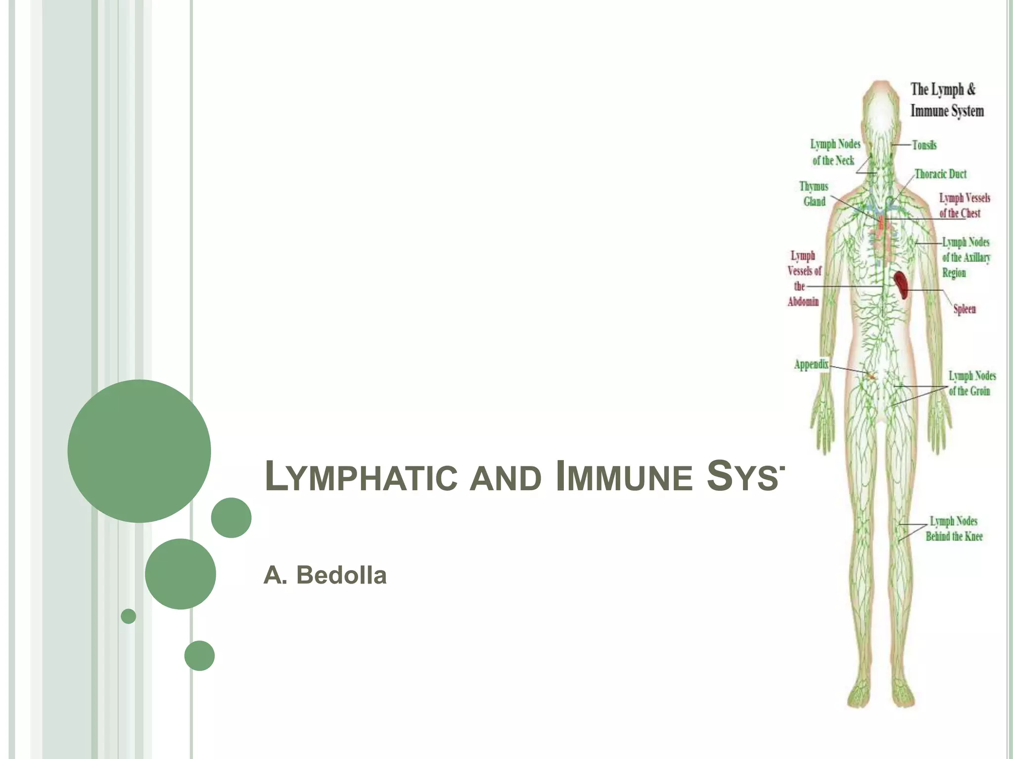 Lymphatic and immune systems | PPT