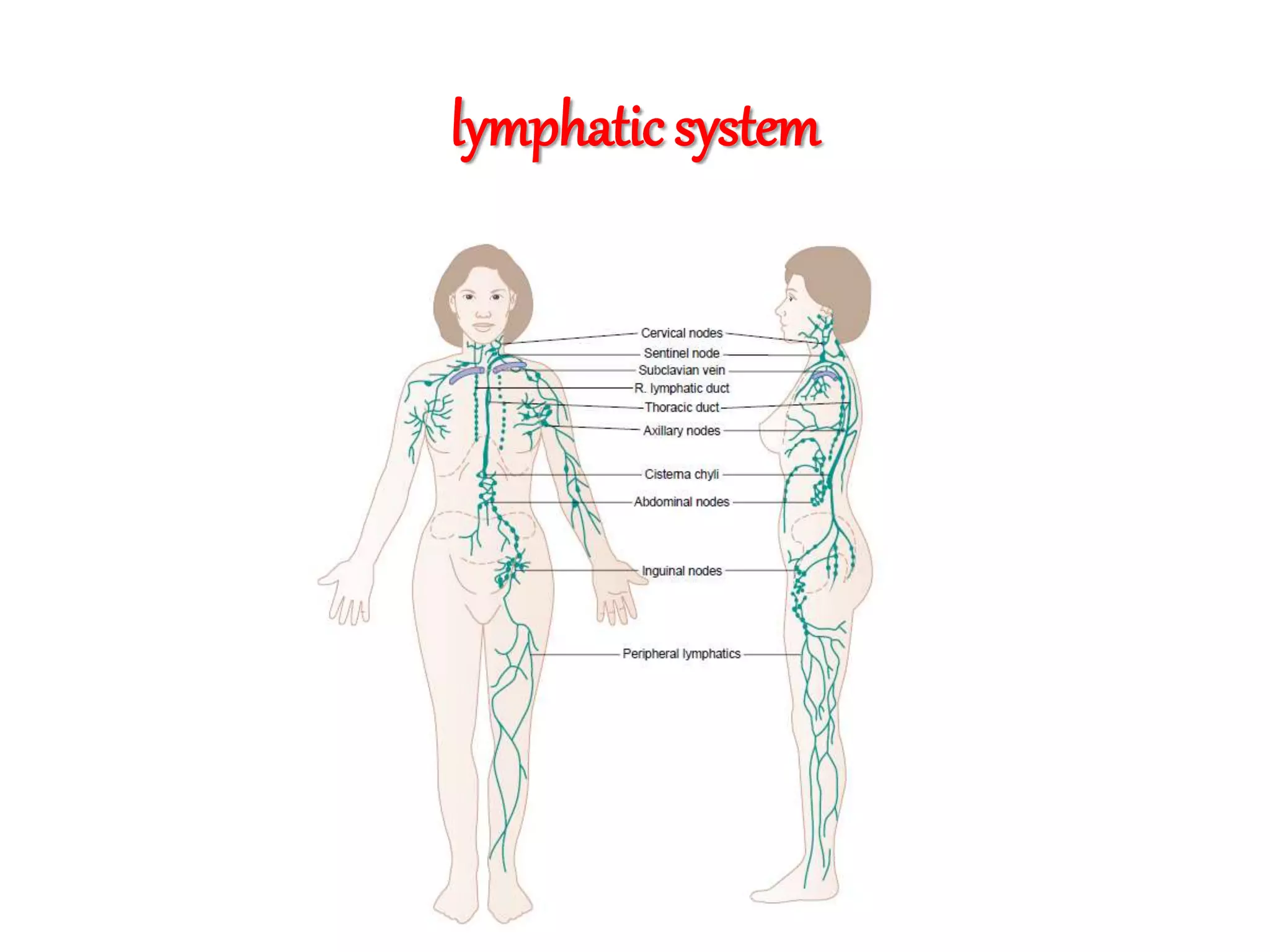 Lymphatic circulation | PPTX
