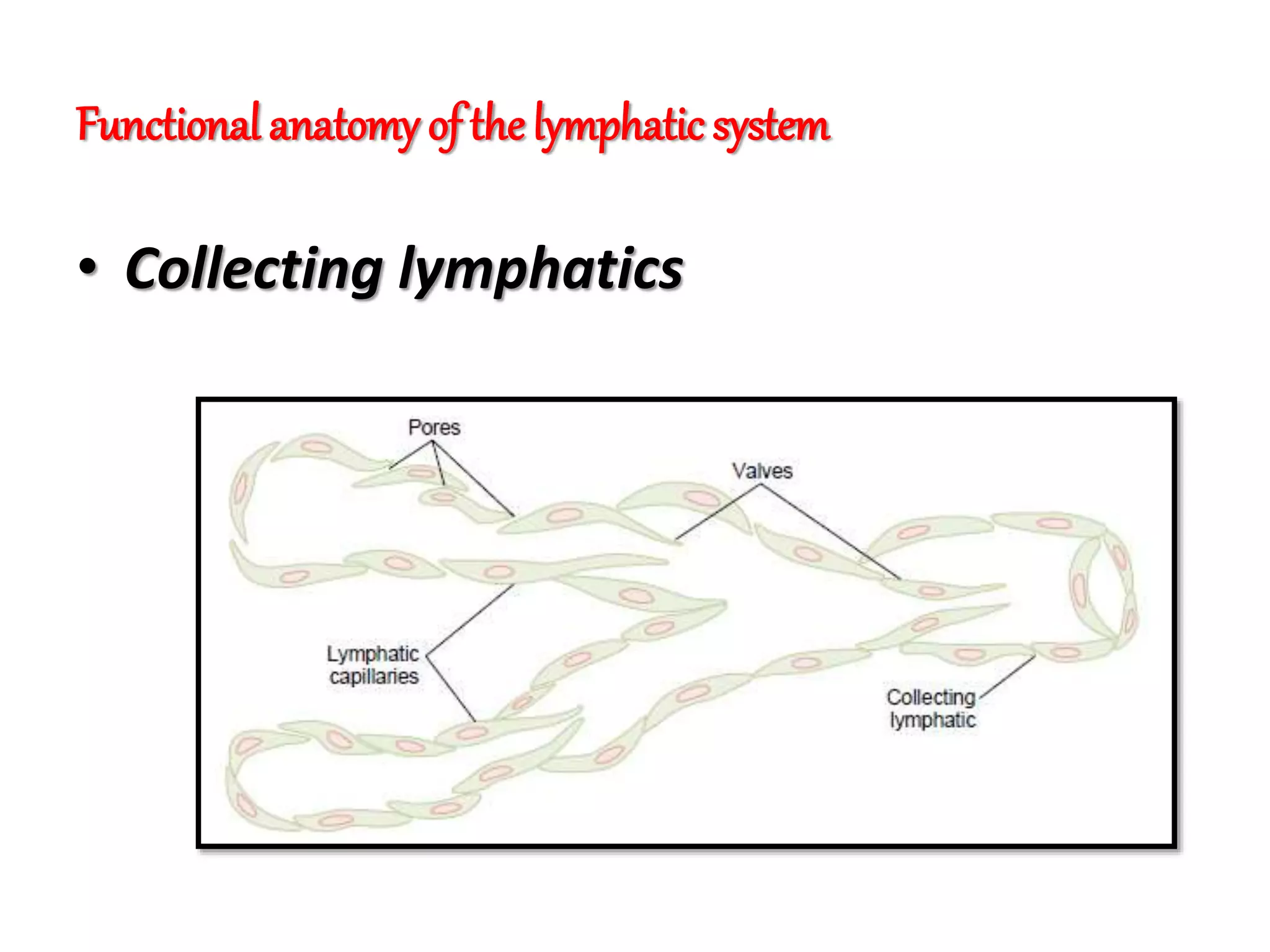 Lymphatic circulation | PPTX
