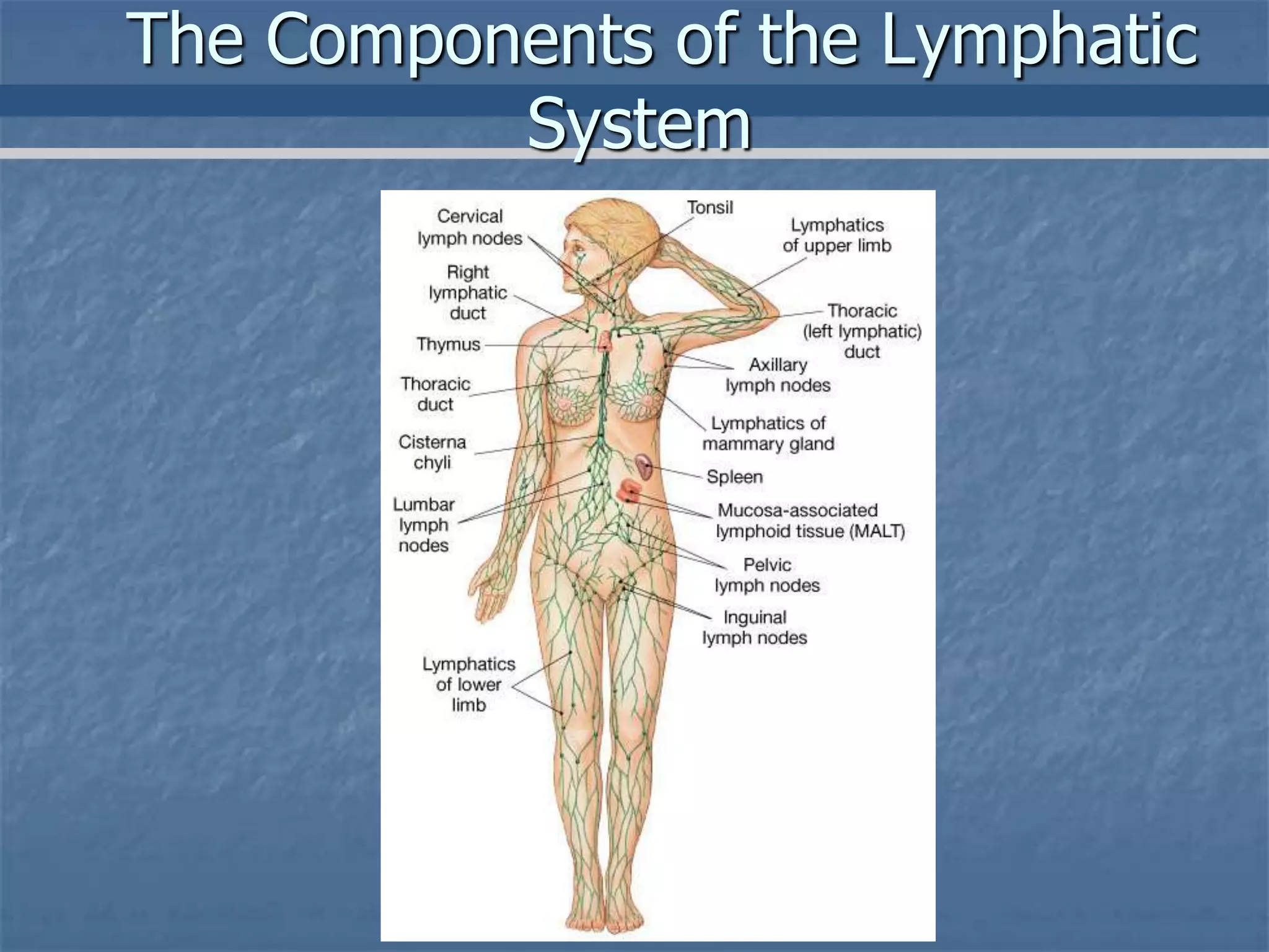 LYMPHATIC DISEASES final year.ppt