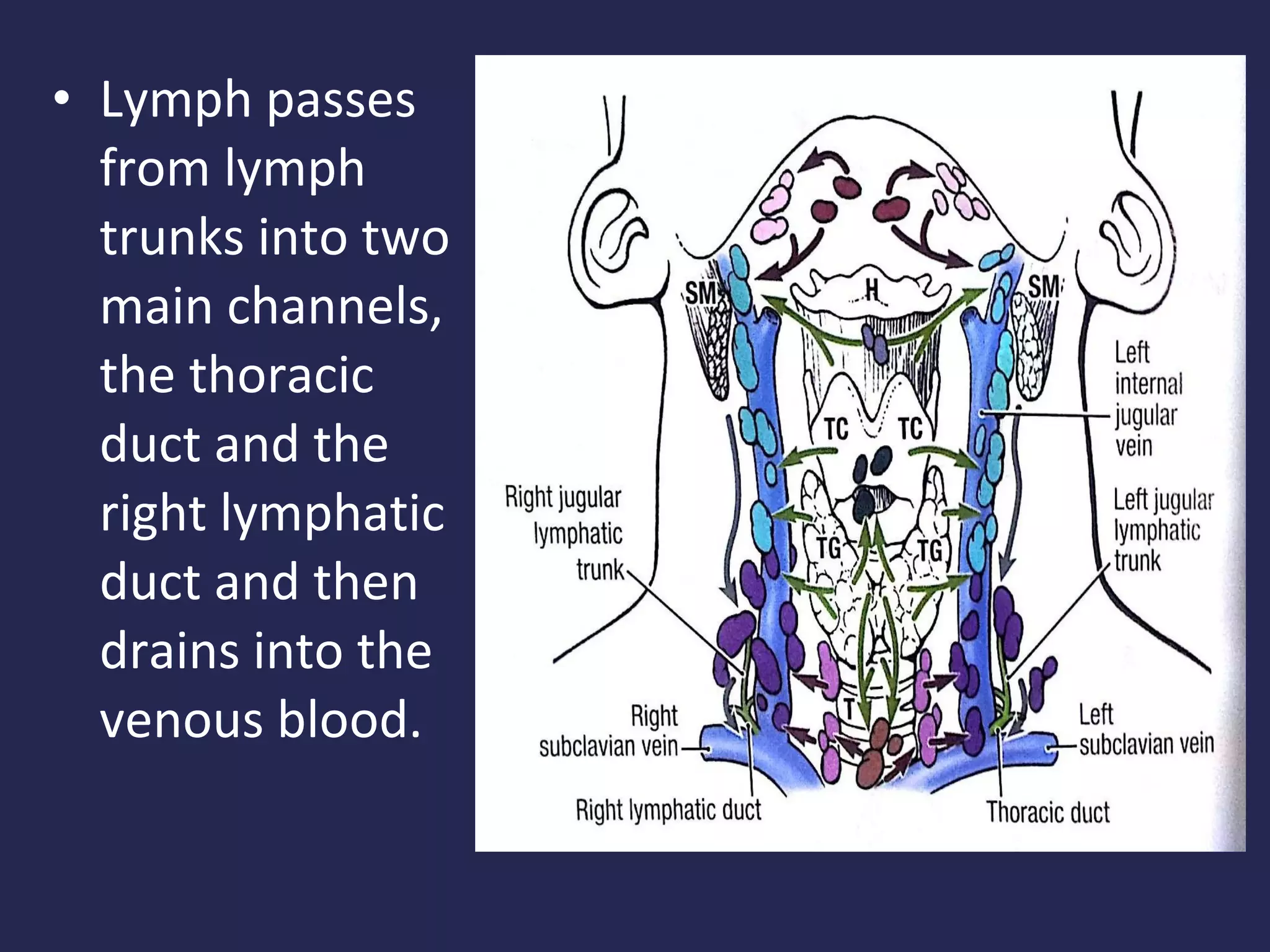 Lymphatic drainage | PPT