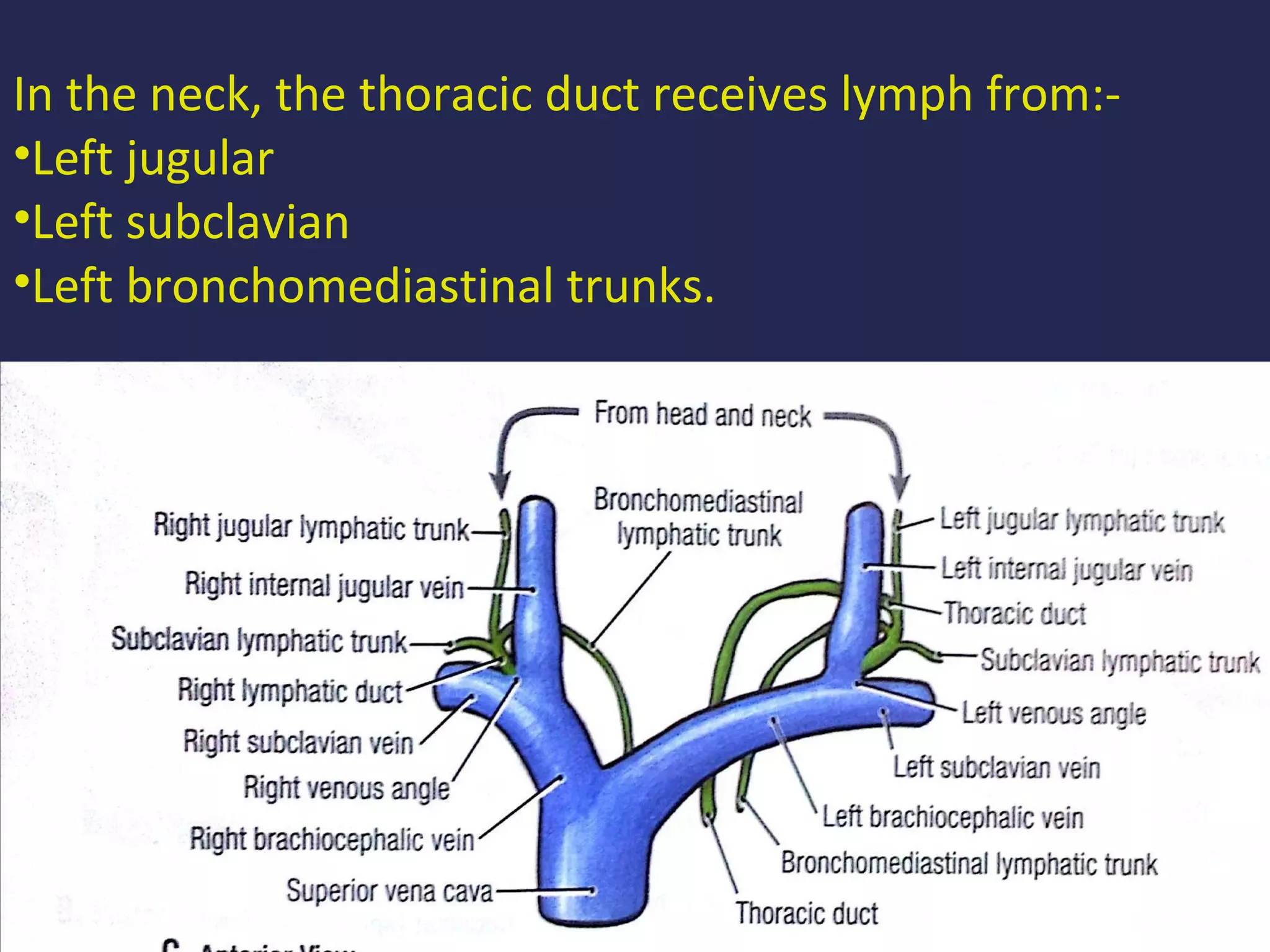 Lymphatic drainage | PPT