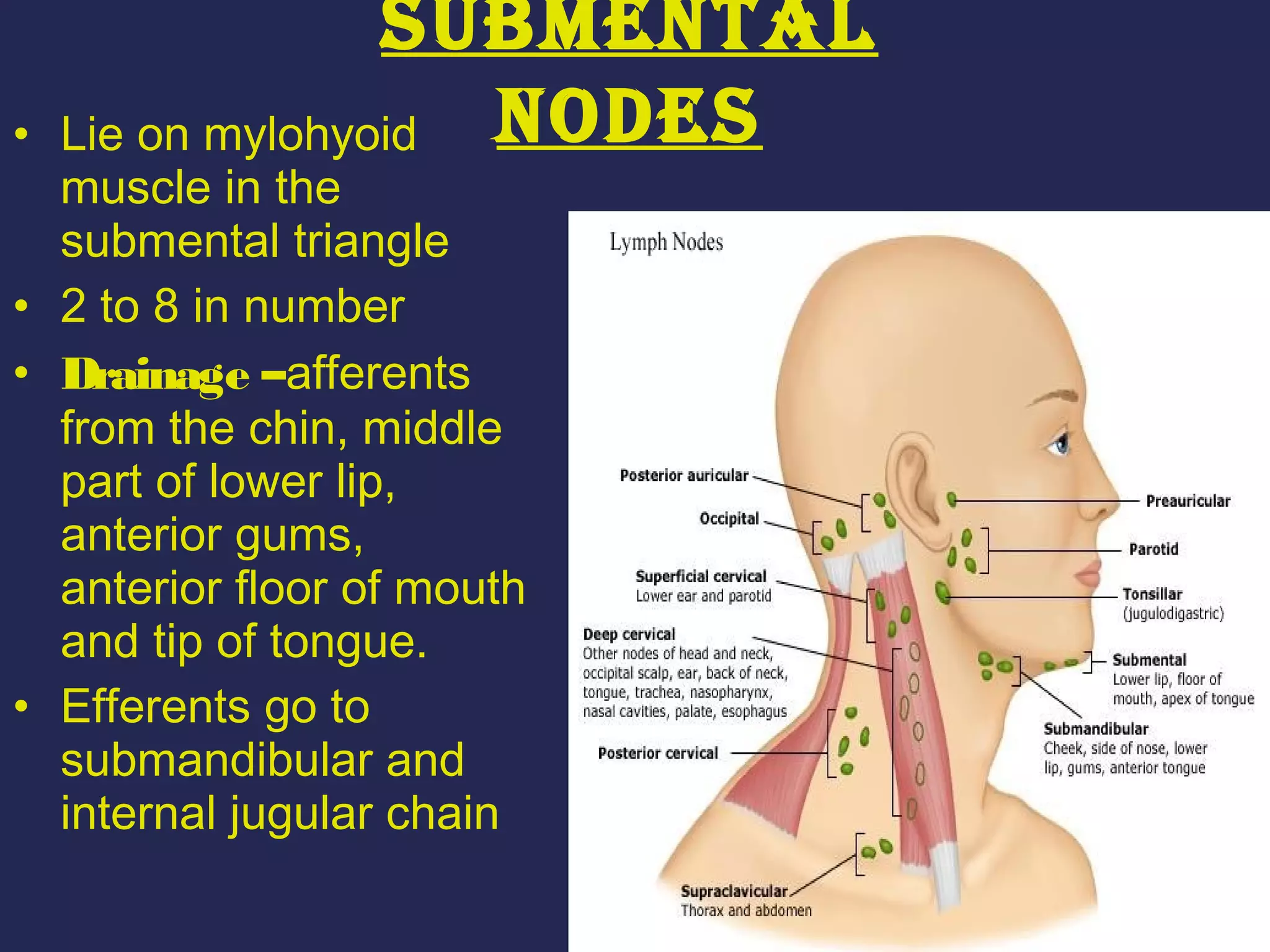 Lymphatic drainage | PPT