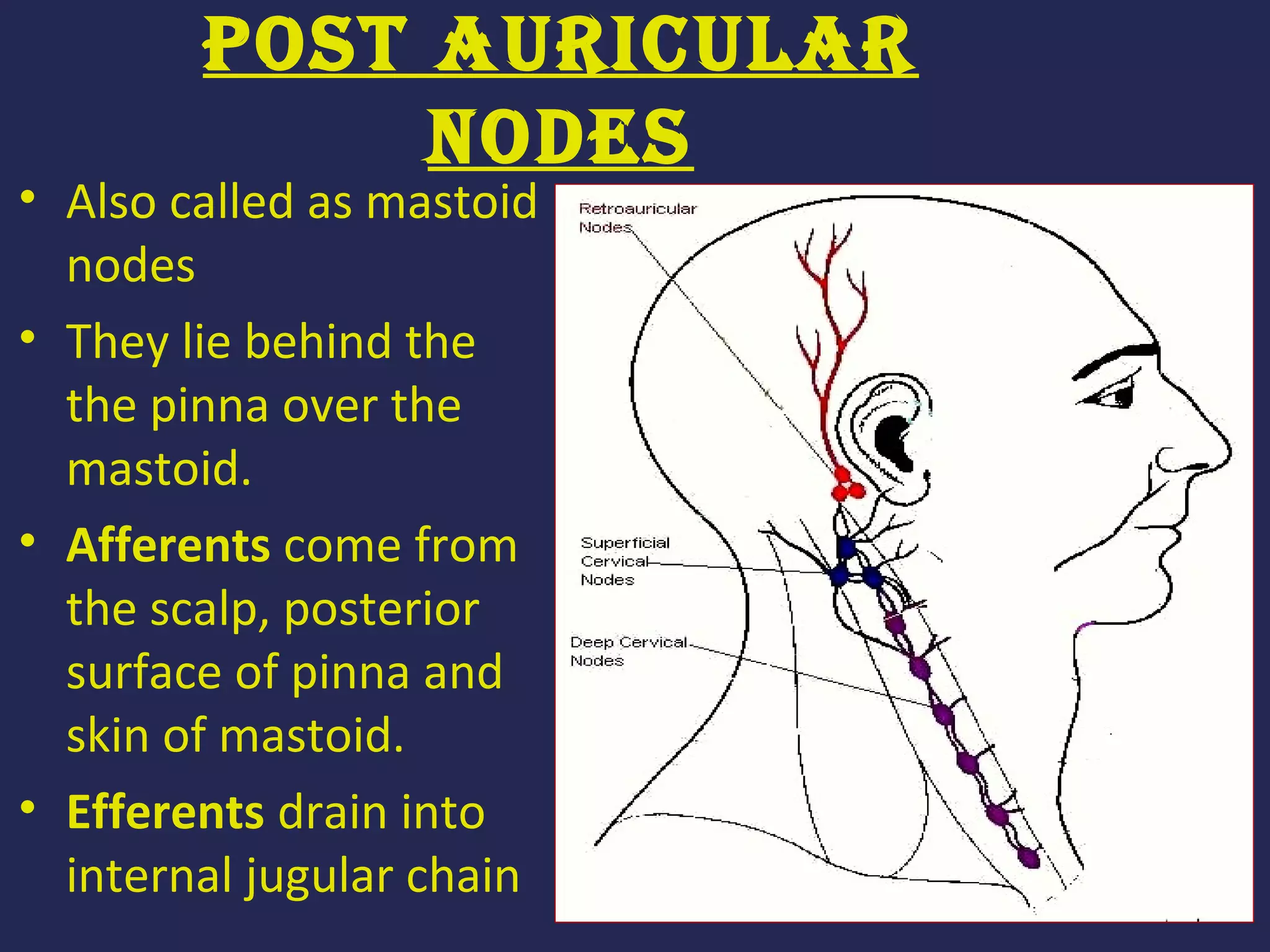 Lymphatic drainage | PPT