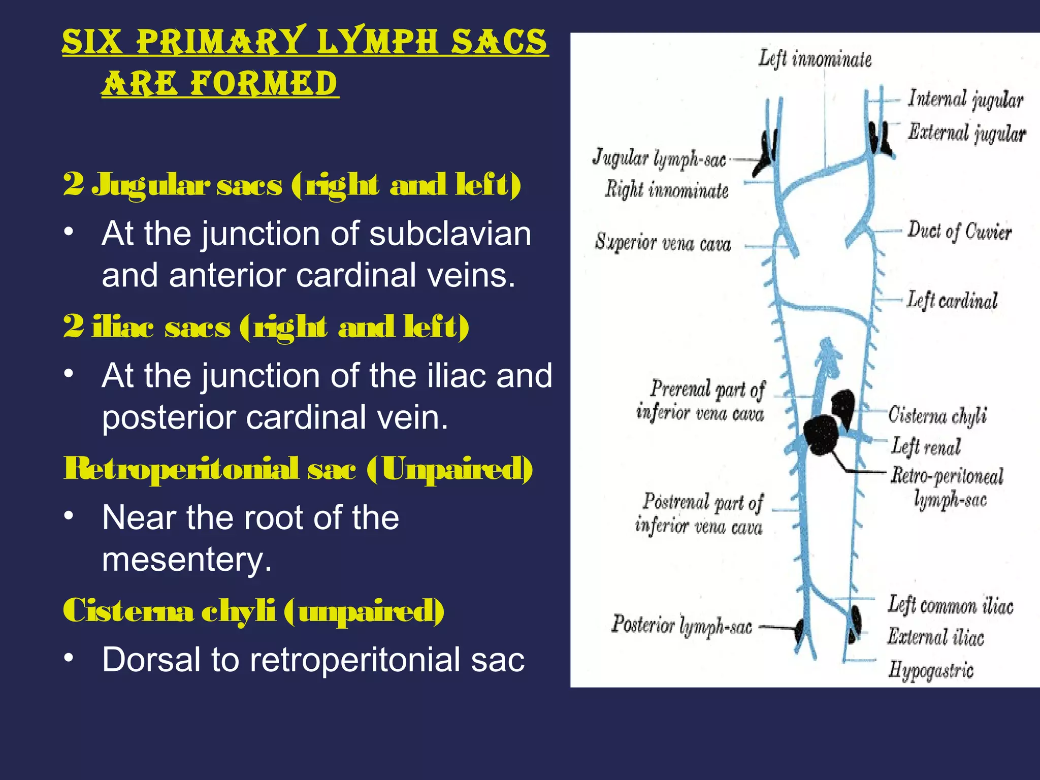 Lymphatic drainage | PPT