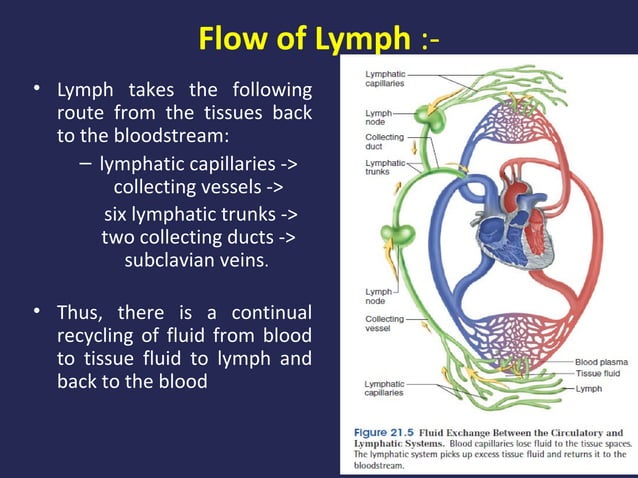 Lymphatic drainage | PPT