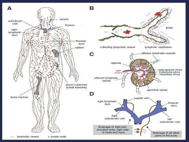 Lymphatic drainage | PPT