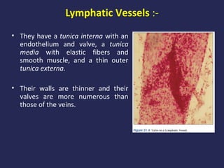 Lymphatic Vessels Slide