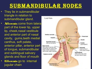 Submandibular Lymph Nodes