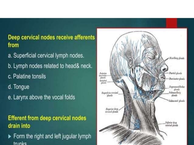 LYMPHATIC DRAINAGE OF HEAD AND NECK | PPT