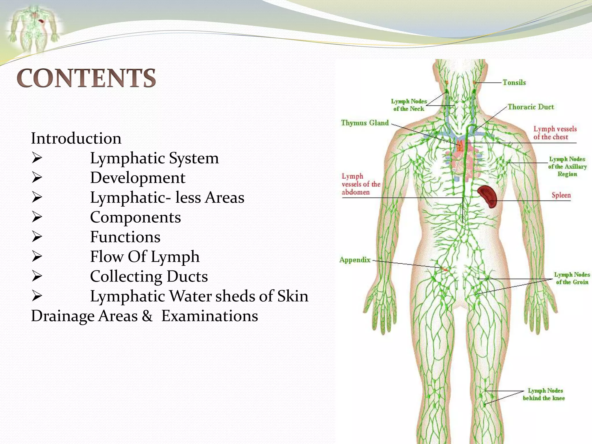 Lymphatic Drainage of whole Body by Faisal Azmi | PPTX