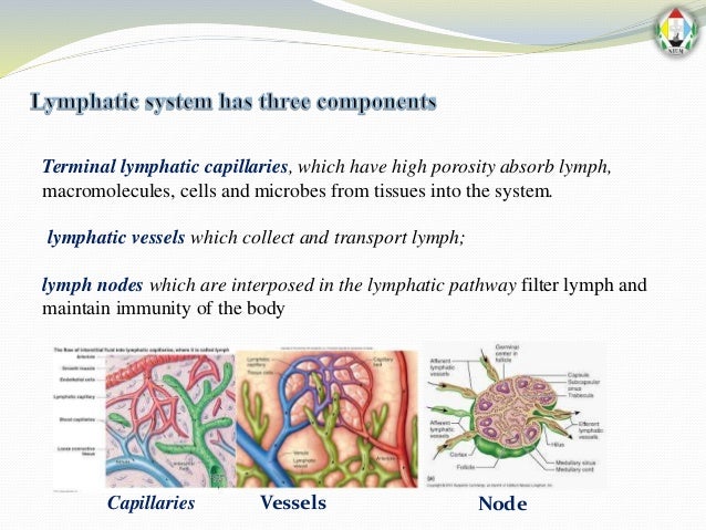 Lymphatic Drainage of whole Body by Faisal Azmi