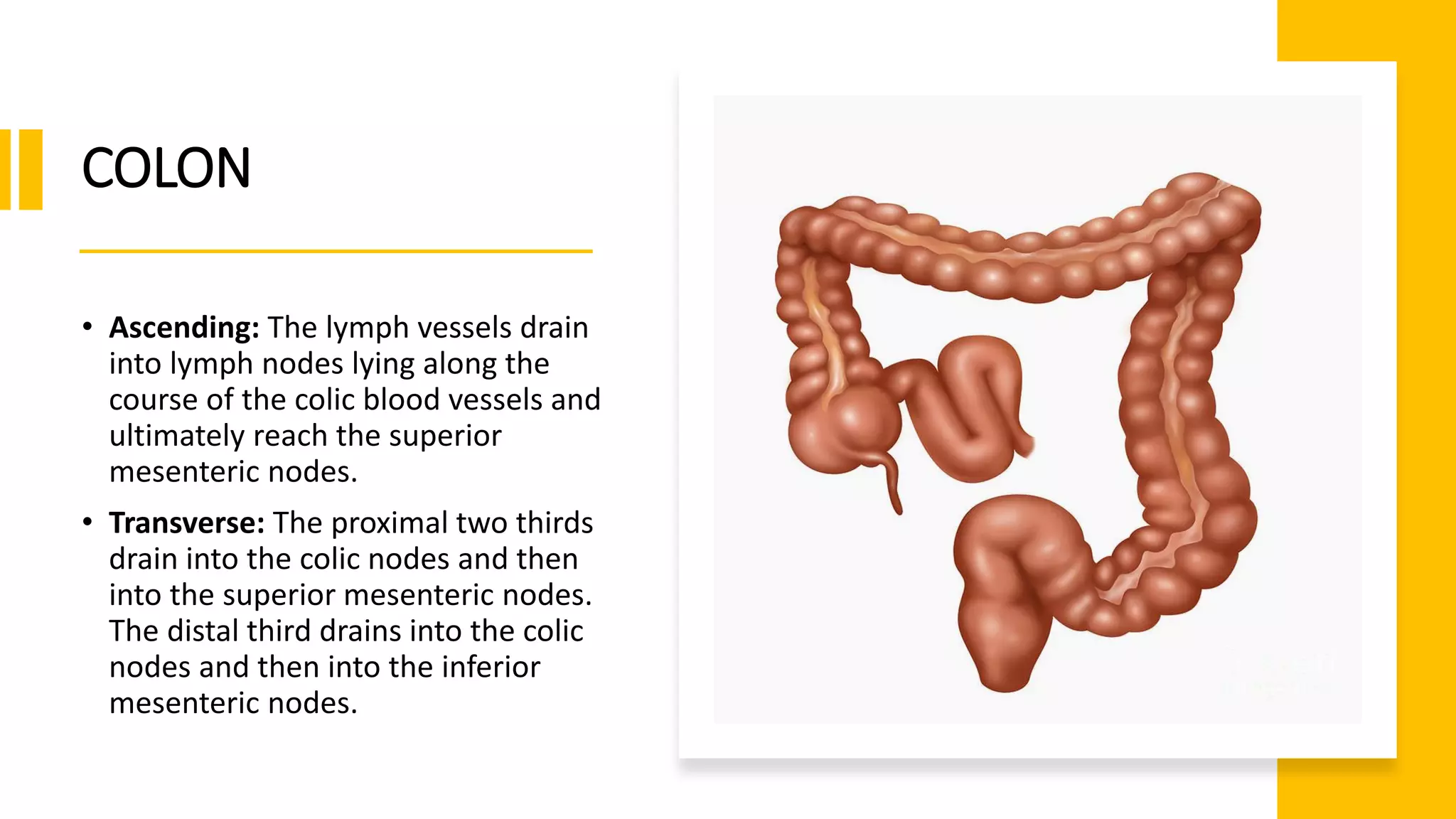 LYMPHATIC DRAINAGE OF GIT.pdf
