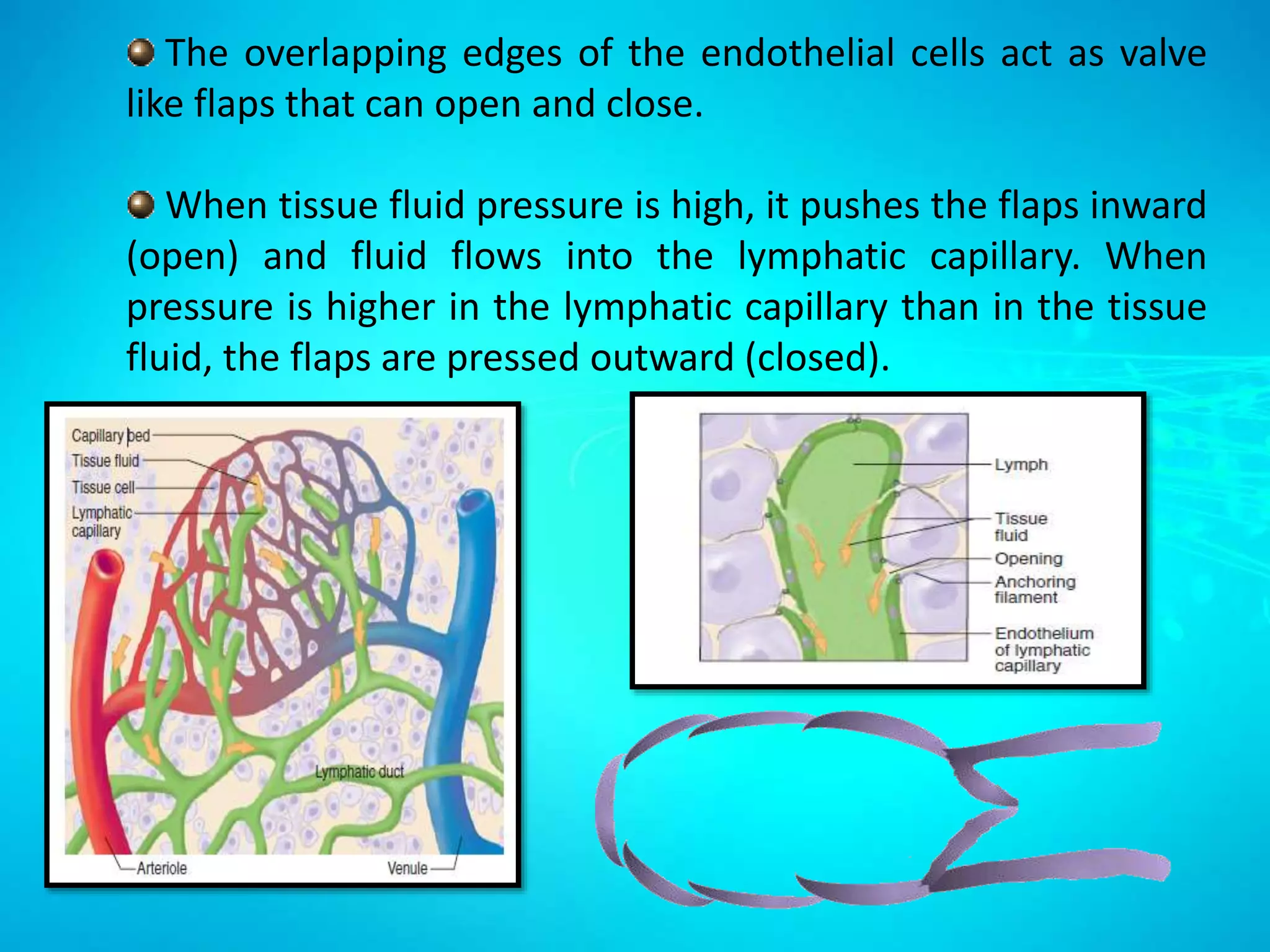 Lymphatic drainage of head and neck | PPTX