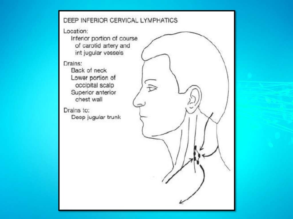 Lymphatic Drainage Of Head And Neck