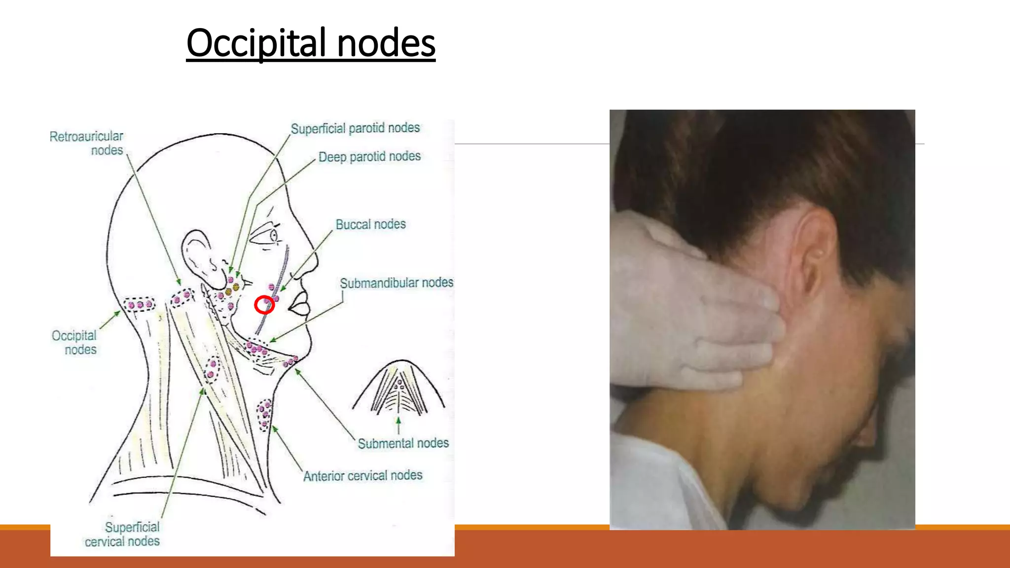 Lymphatic drainage of head and neck | PPTX
