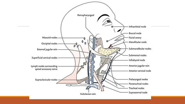 Lymphatic drainage of head and neck | PPTX | Ear, Nose and Throat ...