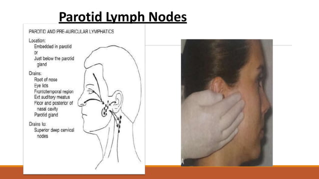 Lymphatic drainage of head and neck | PPTX | Ear, Nose and Throat ...