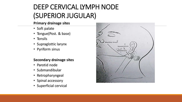 Lymphatic drainage of head and neck | PPTX | Ear, Nose and Throat ...