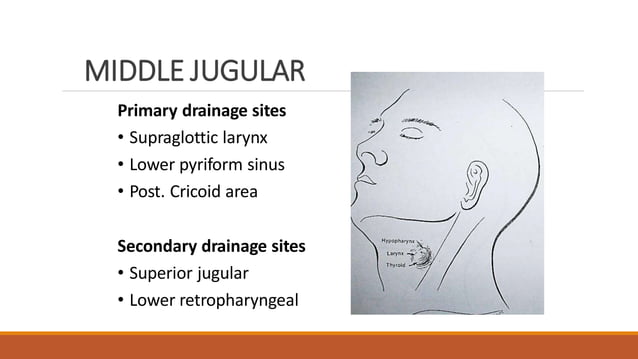 Lymphatic drainage of head and neck | PPTX | Ear, Nose and Throat ...