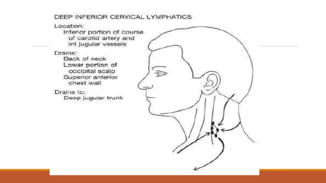 Lymphatic drainage of head and neck | PPTX | Ear, Nose and Throat ...