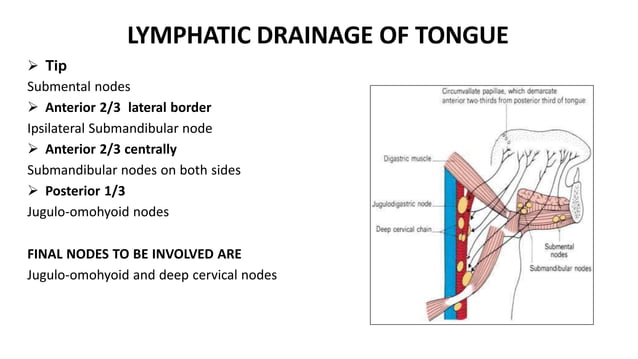 Lymphatic drainage of head and neck | PPTX | Ear, Nose and Throat ...