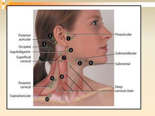 Lymphatic drainage of head and neck | PPT