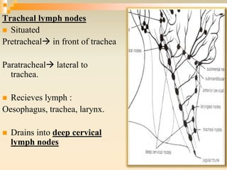 Lymphatic drainage of head and neck | PPT