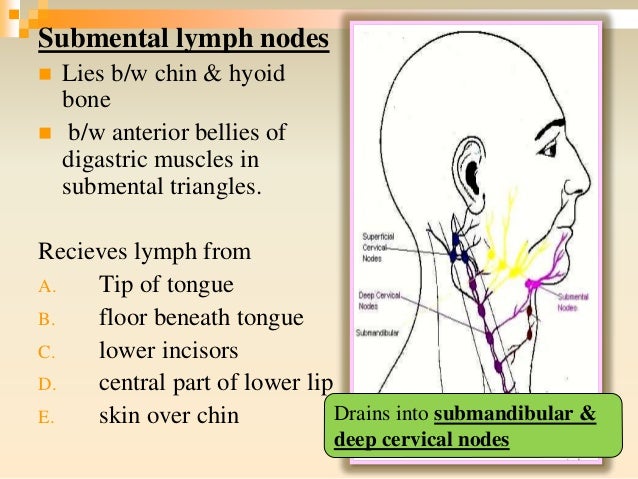 Lymphatic drainage of head and neck