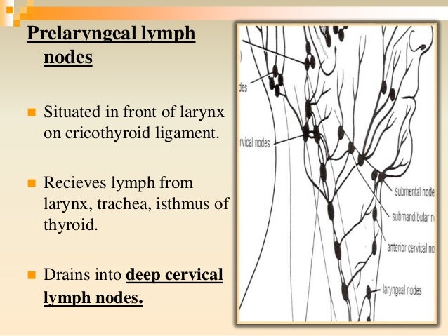 Lymphatic drainage of head and neck