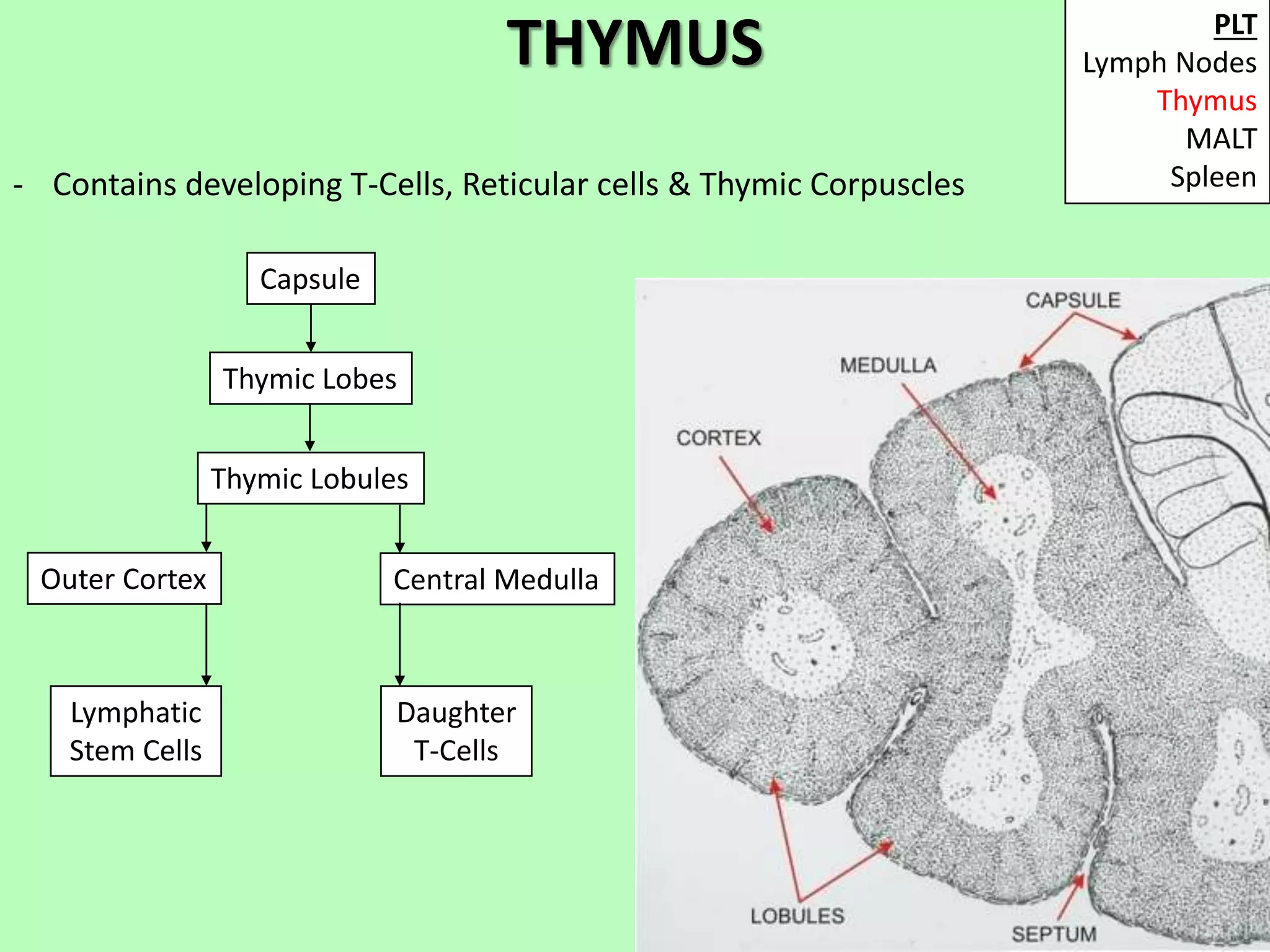 Lymphatic drainage of head and neck | PPTX