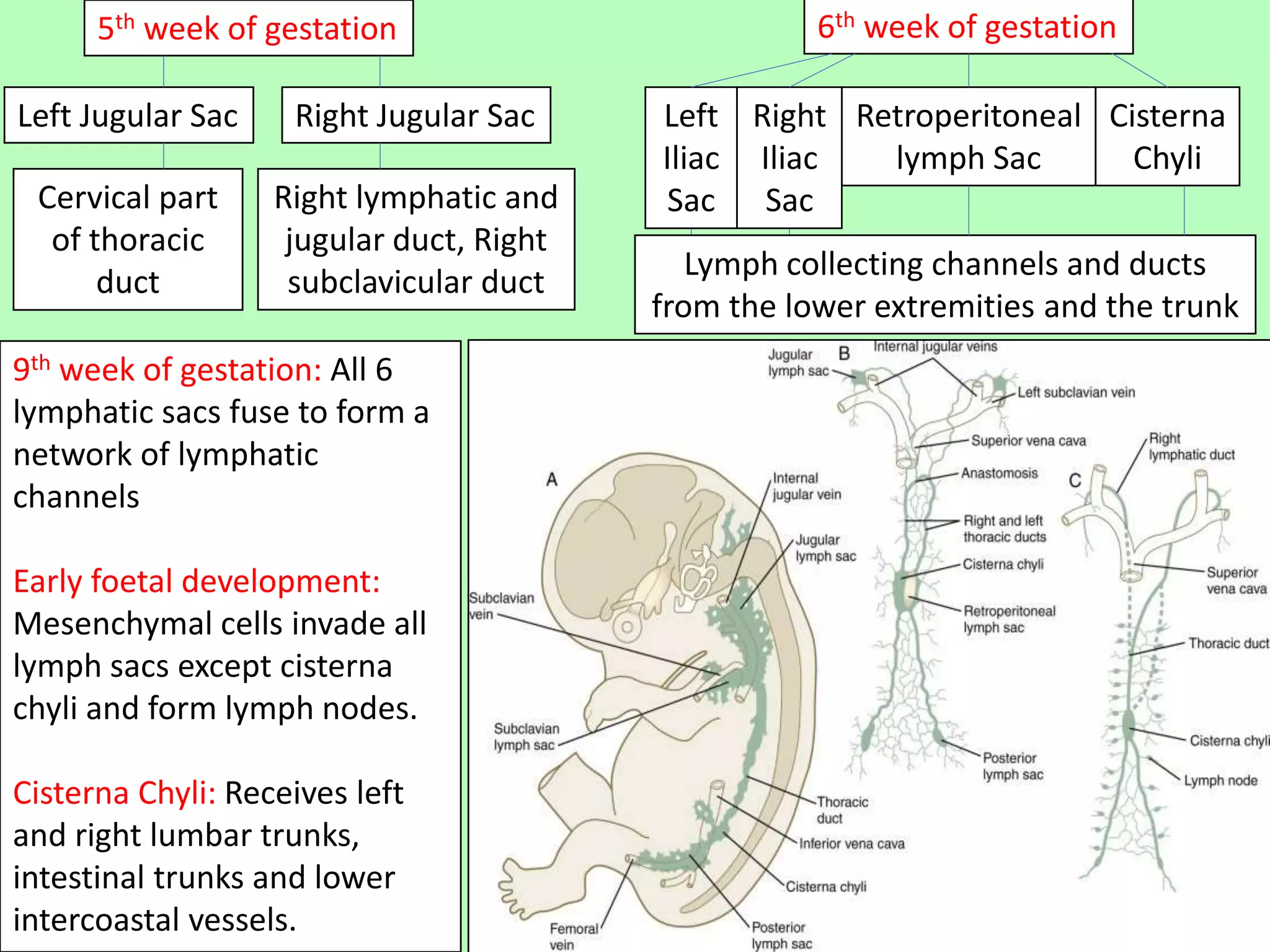 Lymphatic drainage of head and neck | PPTX
