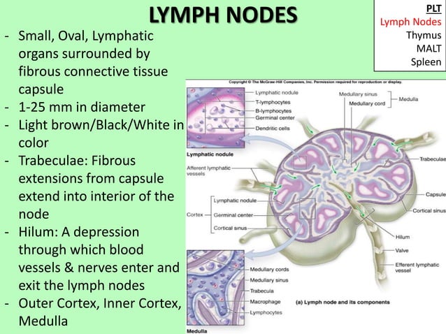 Lymphatic drainage of head and neck | PPTX | Ear, Nose and Throat ...