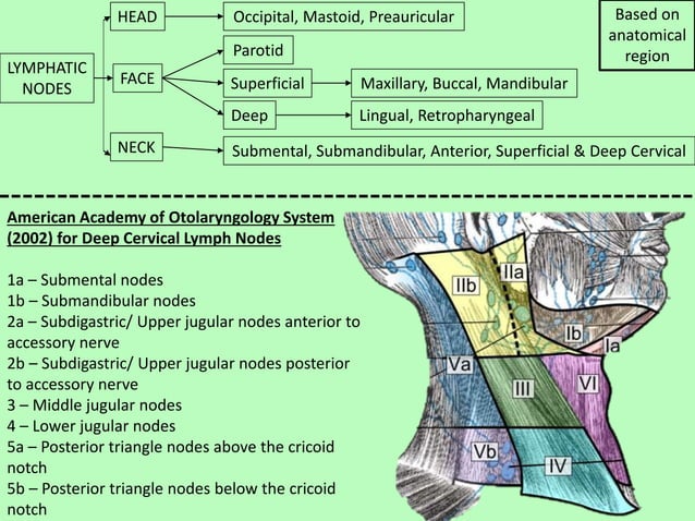 Lymphatic drainage of head and neck | PPTX | Ear, Nose and Throat ...