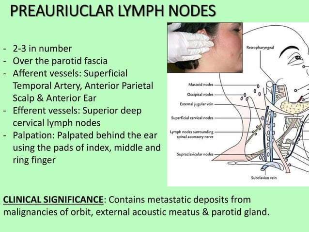Lymphatic drainage of head and neck | PPTX | Ear, Nose and Throat ...