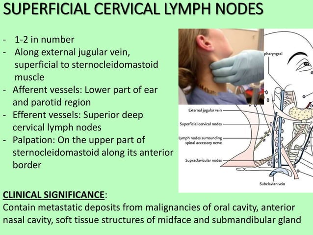 Lymphatic drainage of head and neck | PPTX | Ear, Nose and Throat ...