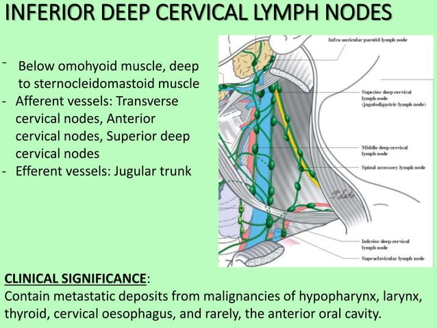 Lymphatic drainage of head and neck | PPTX | Ear, Nose and Throat ...