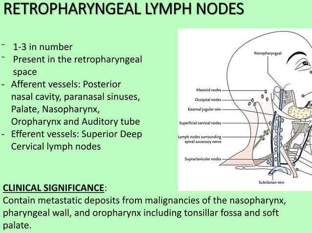 Lymphatic drainage of head and neck | PPTX | Ear, Nose and Throat ...