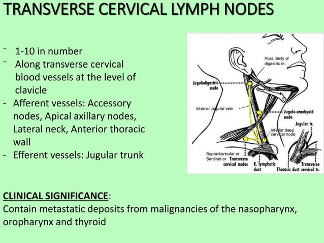 Lymphatic drainage of head and neck | PPTX | Ear, Nose and Throat ...